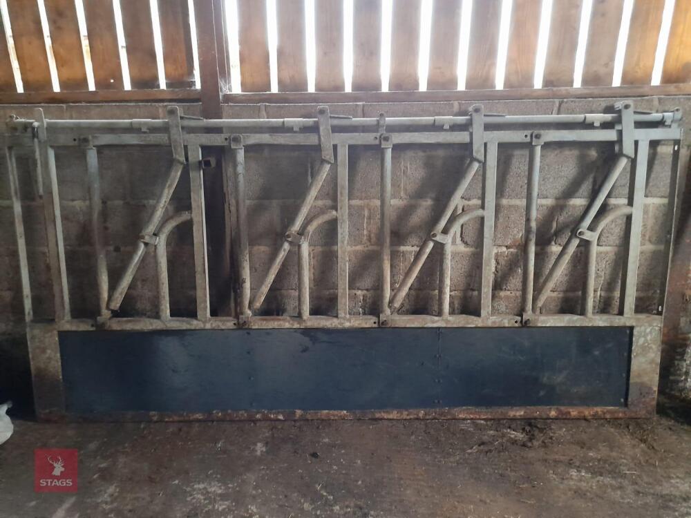 4 ADULT COW SELF LOCKING YOKES