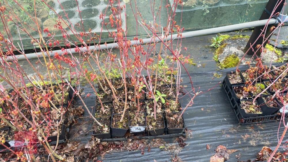20 LIQUIDAMBAR STYRACIFLUA ROOT STOCK