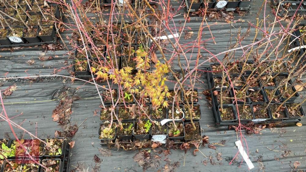 18 LIQUIDAMBAR STYRACIFLUA ROOT STACK