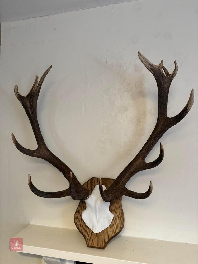 14 POINT RED DEER CAST ANTLERS