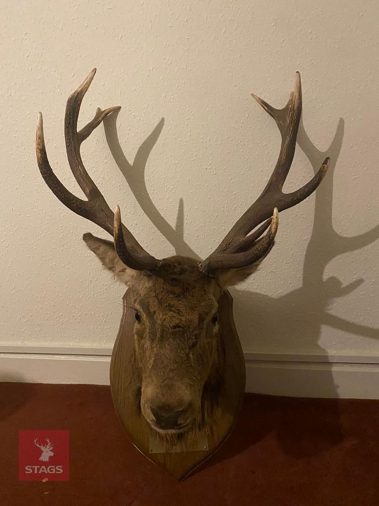 11 POINT STAG HEAD