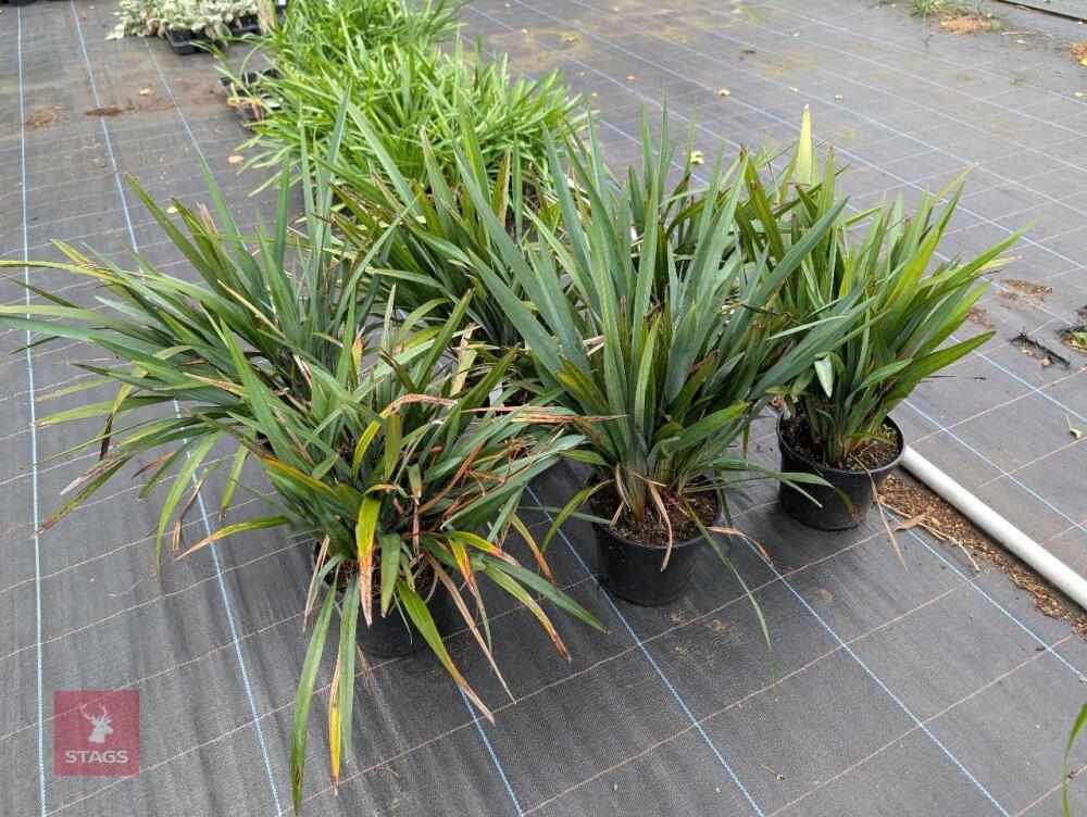 6 X DIANELLA FLAX LILY