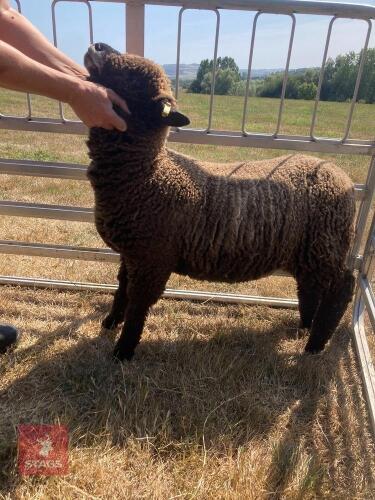 THE SOUTH WEST AUGUST FODDER & LIVESTOCK ONLINE TIMED AUCTION TO ...