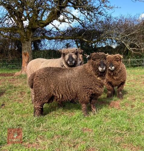 THE SOUTH WEST AUGUST FODDER & LIVESTOCK ONLINE TIMED AUCTION TO ...