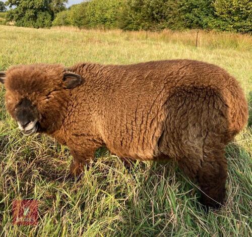 THE SOUTH WEST AUGUST FODDER & LIVESTOCK ONLINE TIMED AUCTION TO ...