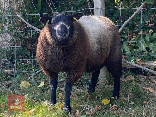 THE SOUTH WEST AUGUST FODDER & LIVESTOCK ONLINE TIMED AUCTION TO ...