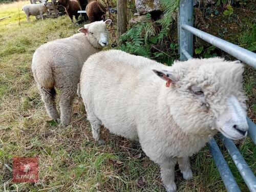 THE SOUTH WEST AUGUST FODDER & LIVESTOCK ONLINE TIMED AUCTION TO ...