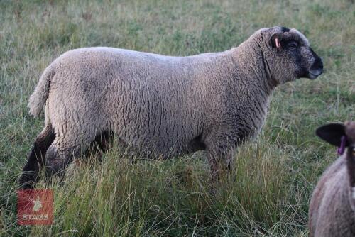 THE SOUTH WEST AUGUST FODDER & LIVESTOCK ONLINE TIMED AUCTION TO ...