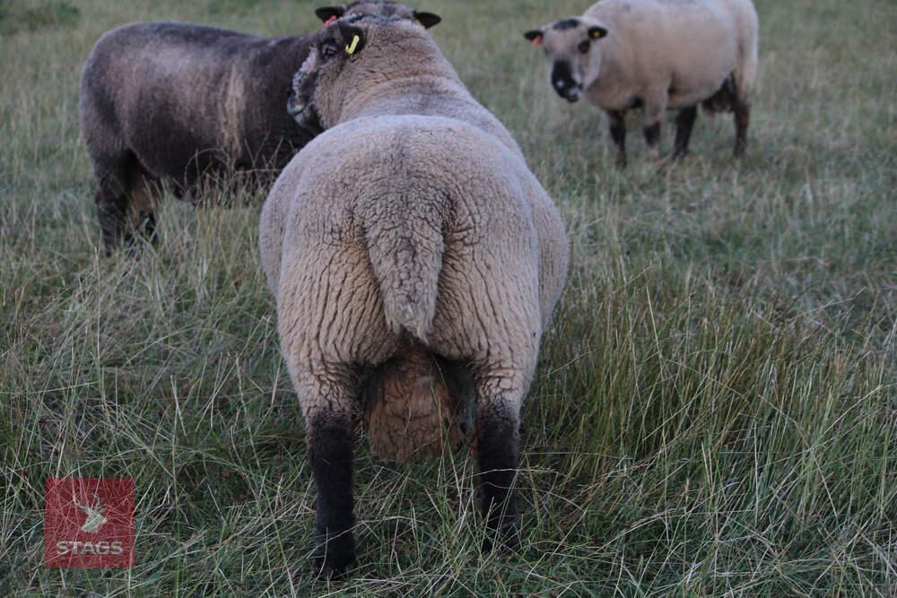 2YO PEDIGREE COLOURED RYELAND RAM
