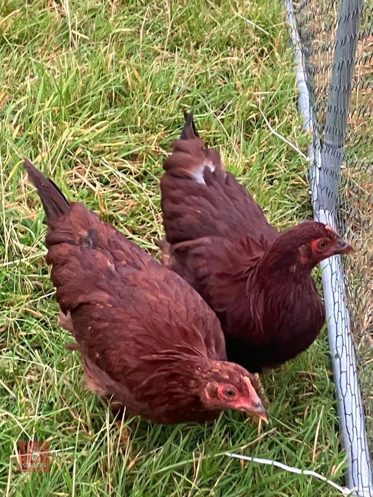 5 POL RHODE ISLAND RED BANTAM PULLETS BIDS PER LIFE