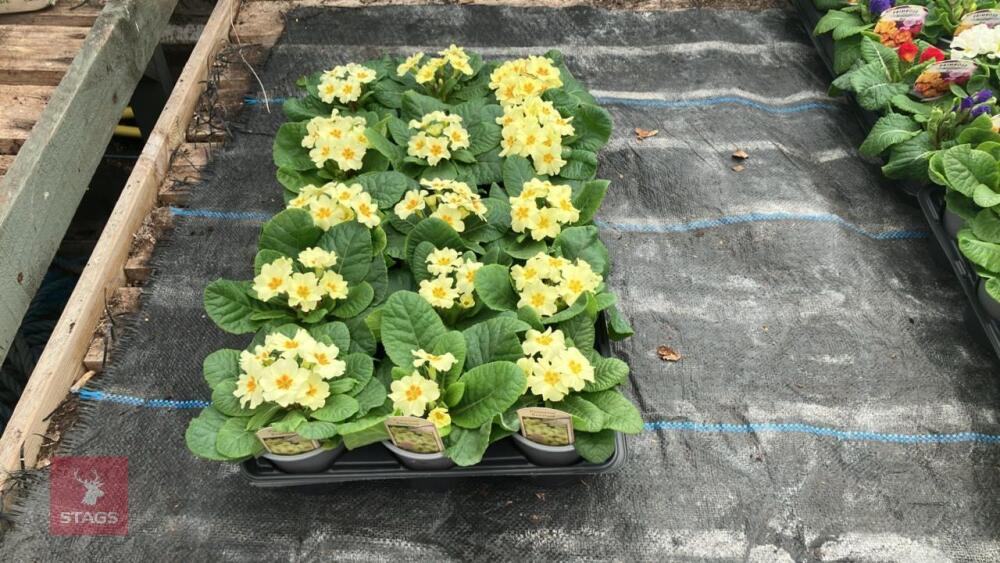 15 EVERLAST PRIMROSE PLANTS