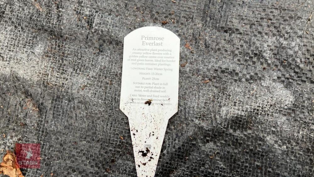 15 EVERLAST PRIMROSE PLANTS